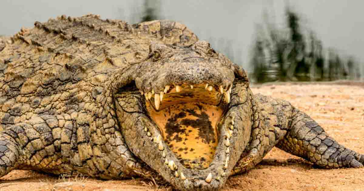 17 of The Scariest Animals On Earth