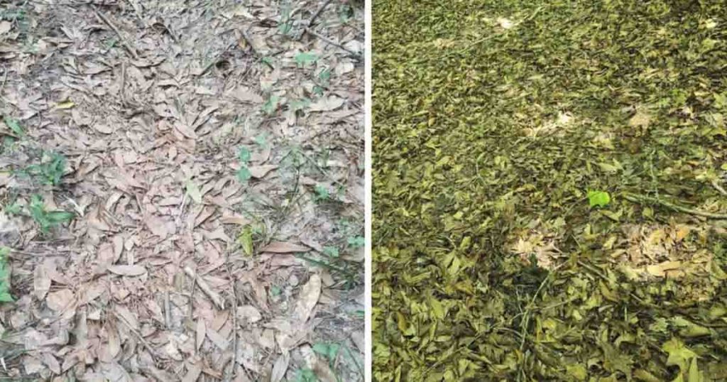 Photo With Hidden Camouflaged Snake Goes Viral. Can You Spot it? : The ...