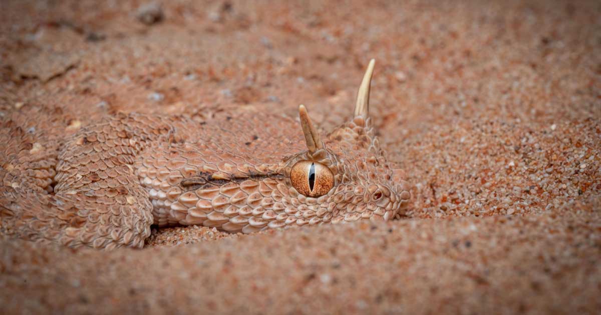 Photo With Hidden Camouflaged Snake Goes Viral. Can You Spot it? : The ...