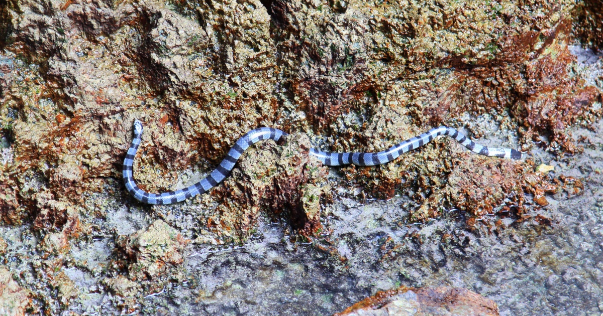 17 of The Scariest Animals On Earth