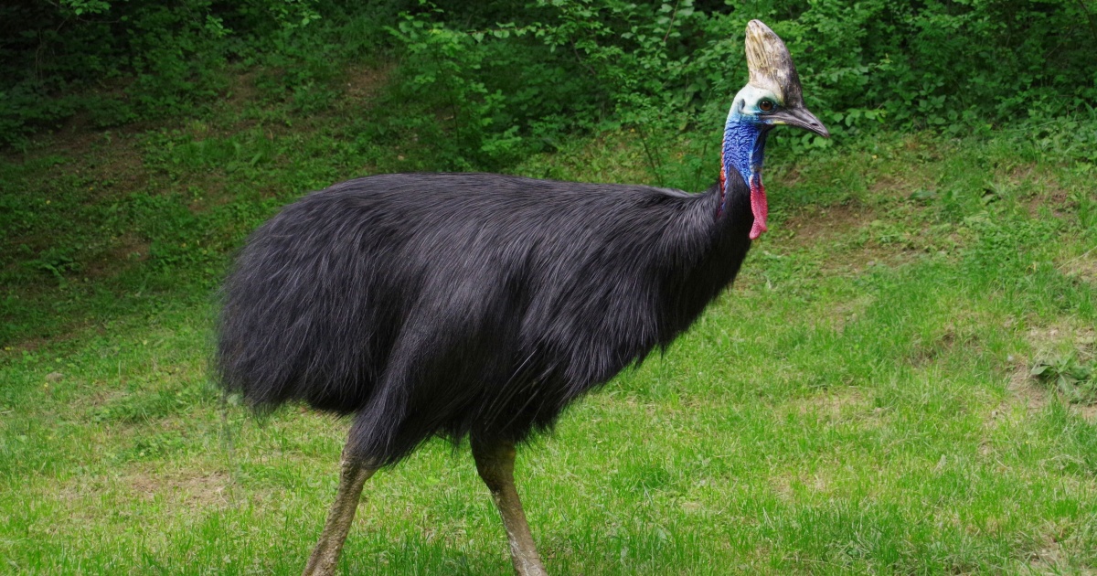 17 of The Scariest Animals On Earth