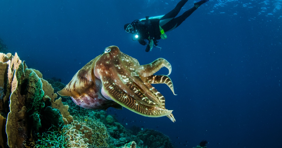 17 of The Scariest Animals On Earth