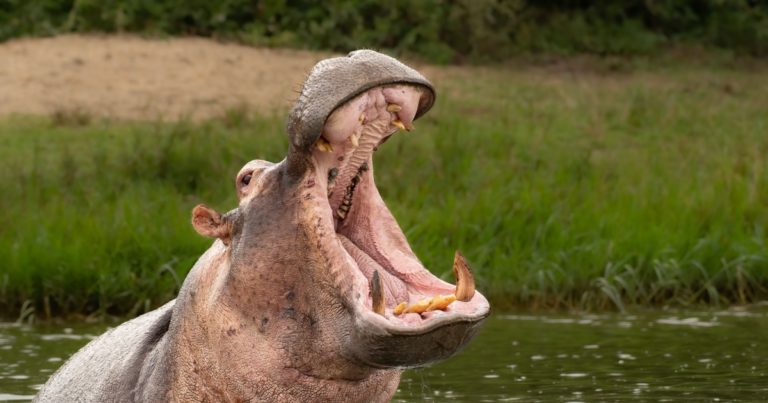 17 of The Scariest Animals On Earth