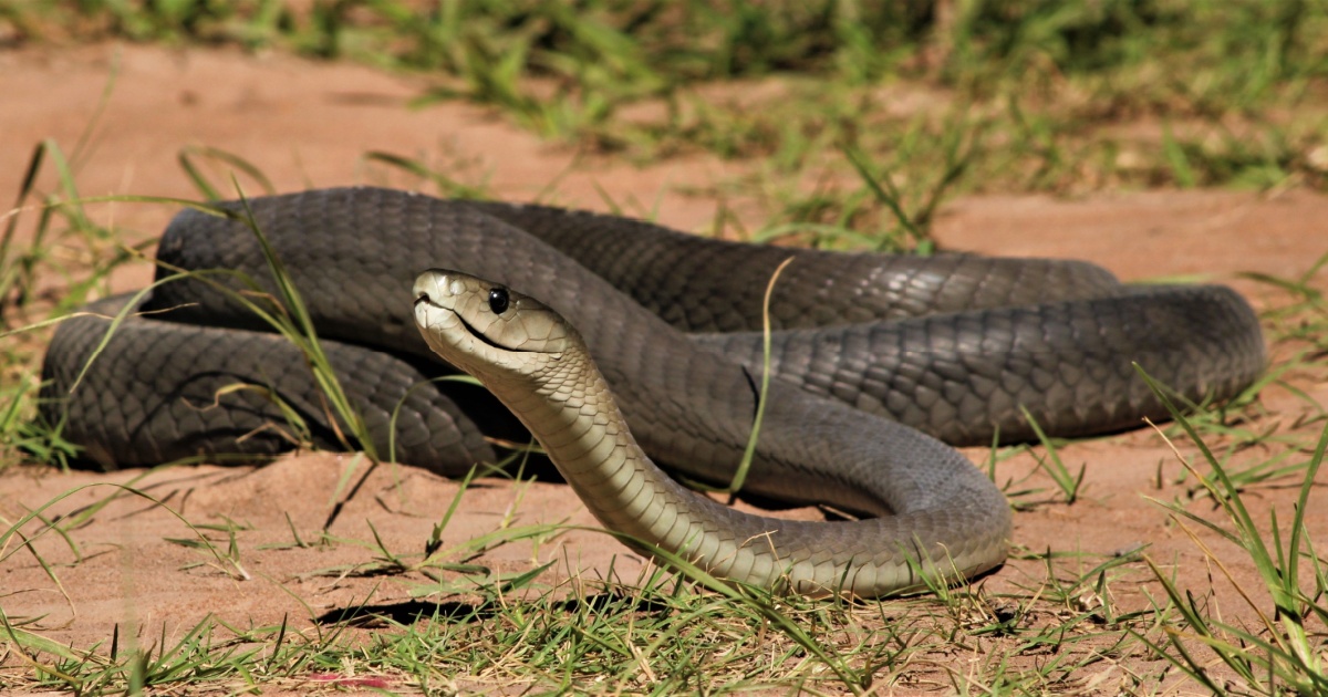 17 of The Scariest Animals On Earth