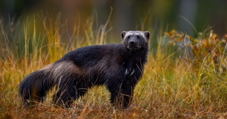 17 of The Scariest Animals On Earth