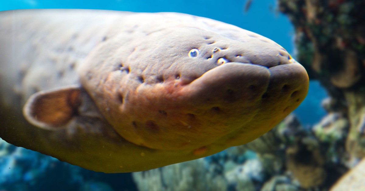 17 of The Scariest Animals On Earth