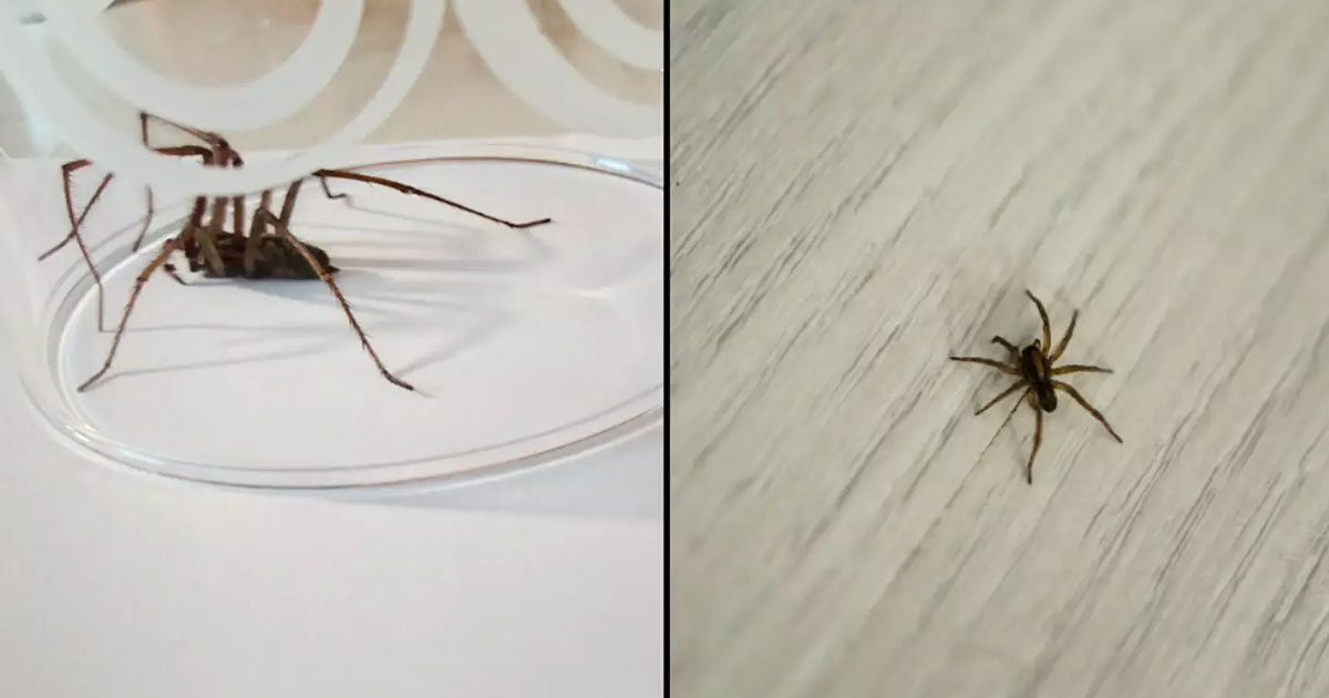 What Really Happens When You Take Spiders Outside of Your Home : The ...