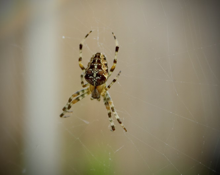 What Really Happens When You Take Spiders Outside of Your Home : The ...