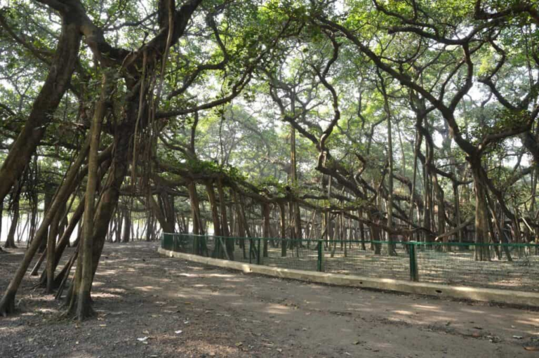 Explore The Great Banyan, a Living Giant Spanning Nearly 5 Acres
