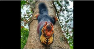 These Giant, Multi-Colored Squirrels Are So Beautiful, It's Hard To ...