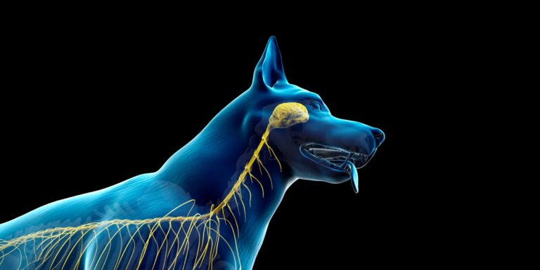 Why Are Dog Brains Getting Bigger? Here's The Surprising Reason - The ...