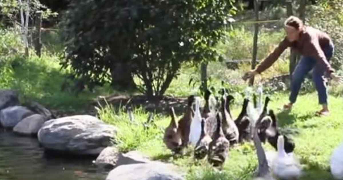 Mistreated Ducks See Water for First Time, and Even Rescuers Weren’t ...