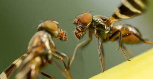 Scientists Resurrect a 140-Million-Year-Old Gene in Mutant Fruit Flies ...