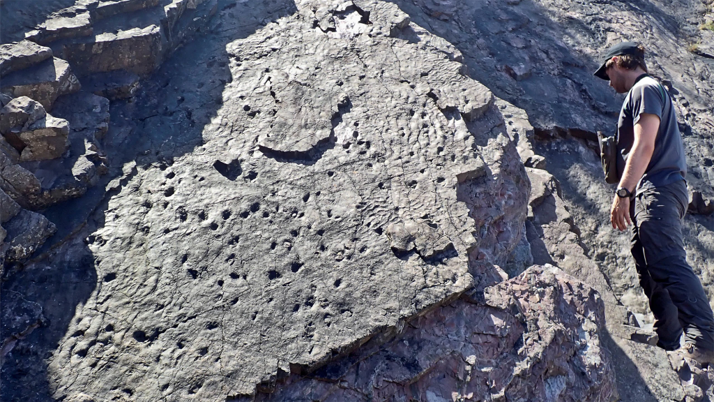 England’s Prehistoric Forest Discovery Reveals Earth’s Earliest Trees