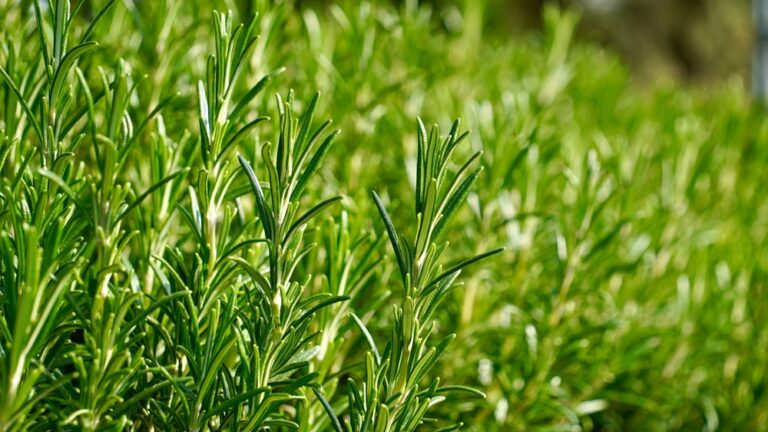 16 Common Rosemary Plant Mistakes and How to Fix Each One
