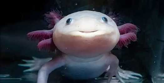 The Remarkable Axolotl: Nature’s Guide to Regrowing Limbs