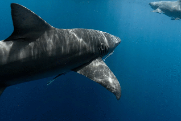 40+ Fascinating World Facts That Will Blow Your Mind : The Amazing Times
