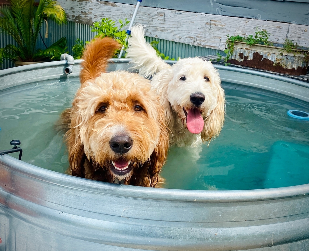 8 Loving Dog Breeds That Help Reduce Anxiety Symptoms